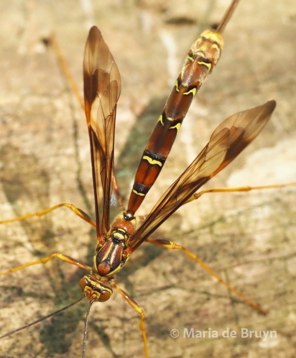 long-tailed giant ichneumon wasp | My beautiful world