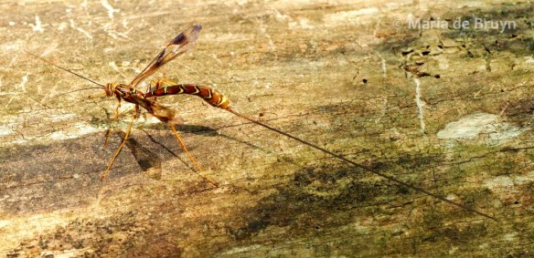 long-tailed giant ichneumon wasp | My beautiful world