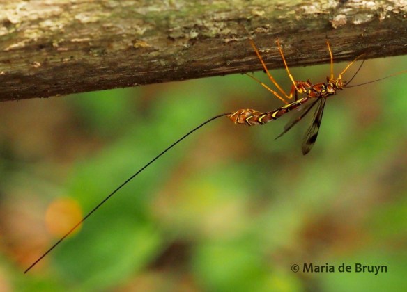 long-tailed giant ichneumon wasp | My beautiful world