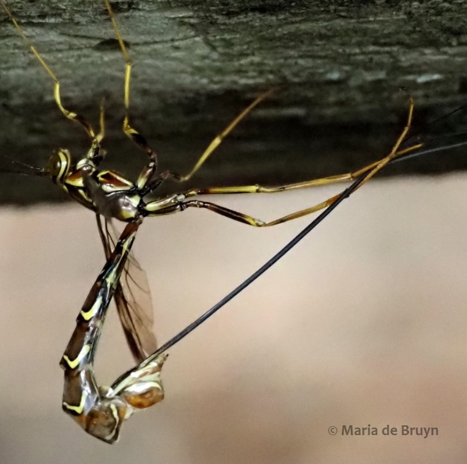 moths | My beautiful world