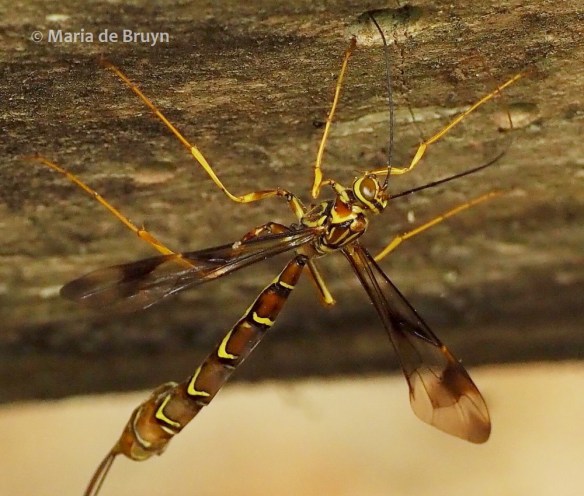 moths | My beautiful world