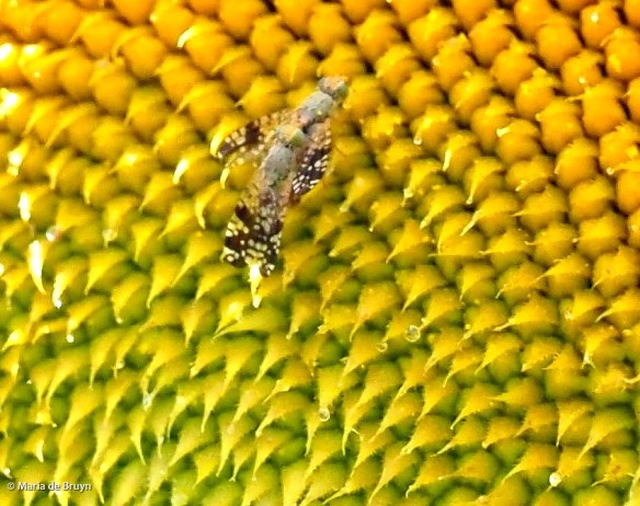 Sunflower fields as critter-friendly habitats — part 2: bees and bugs ...