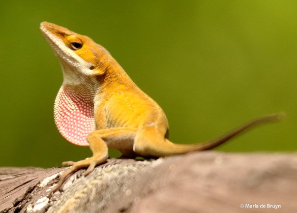 Adorable anoles — lizards with moods! | My beautiful world