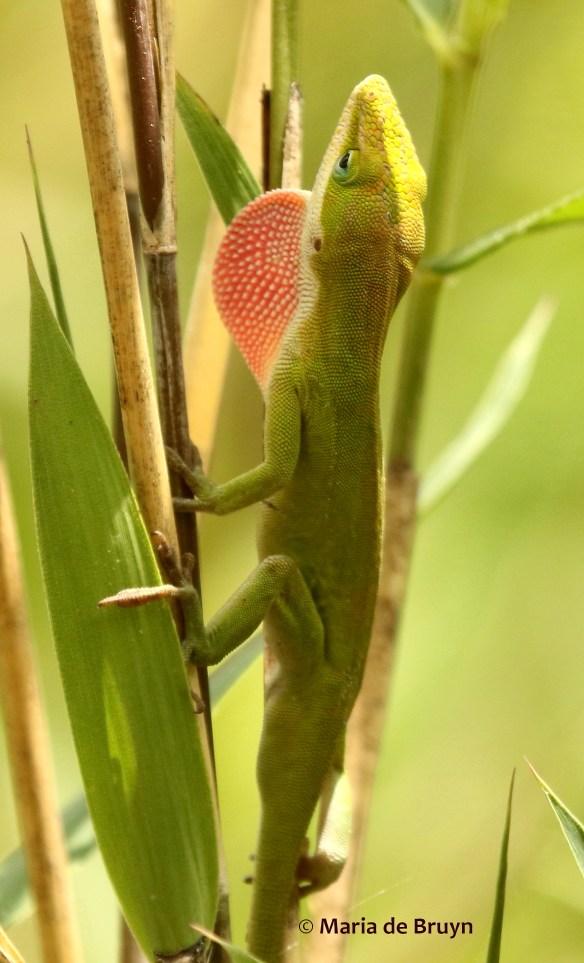 Adorable anoles — lizards with moods! | My beautiful world