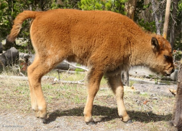 Yellowstone National Park: Part 3. Red dog at play! | My beautiful world