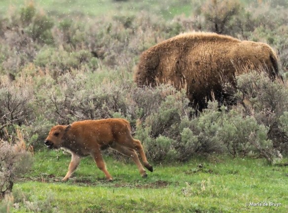 Yellowstone National Park: Part 3. Red dog at play! | My beautiful world