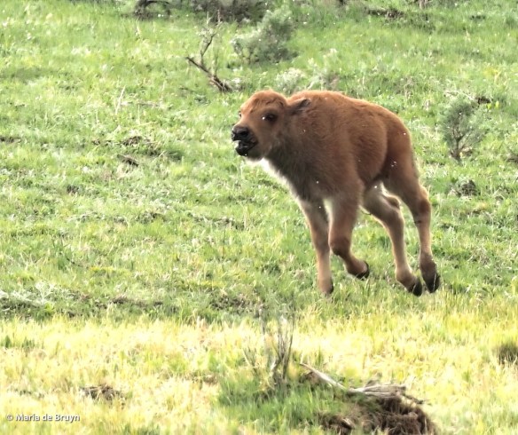Yellowstone National Park: Part 3. Red dog at play! | My beautiful world