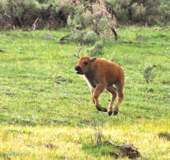 Yellowstone National Park: Part 3. Red dog at play! | My beautiful world
